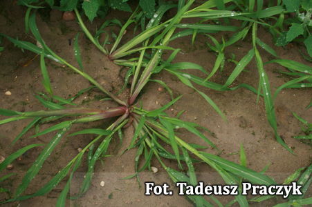 common barnyard grass